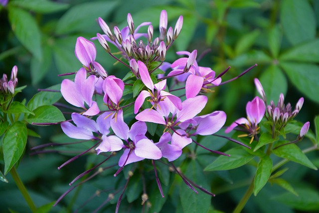 Lilane Blumen Kleine Grüne - Kostenloses Foto auf Pixabay - Pixabay