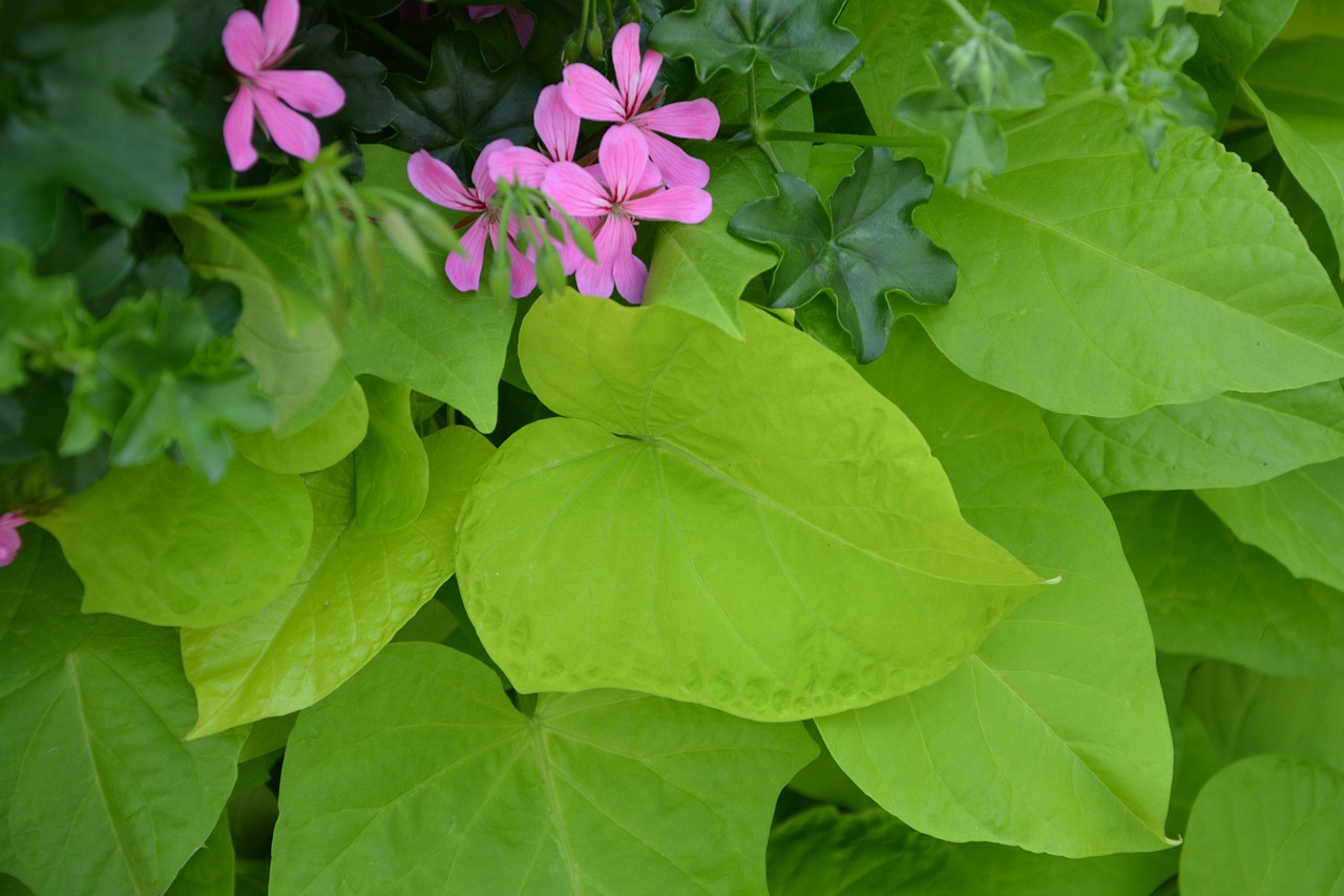 Green Leaves Leaf Shape - Free photo on Pixabay
