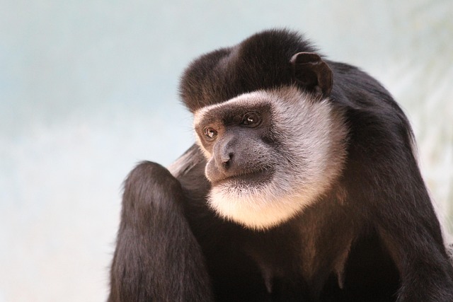 Affe Zoo - Kostenloses Foto auf Pixabay - Pixabay