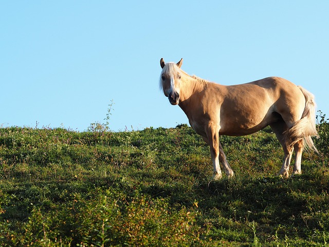 Caballo Animal Naturaleza Cabeza - Foto gratis en Pixabay - Pixabay