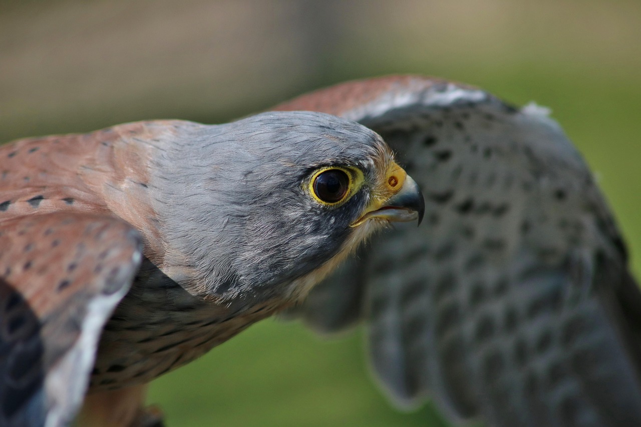 Male Kestrel Uk