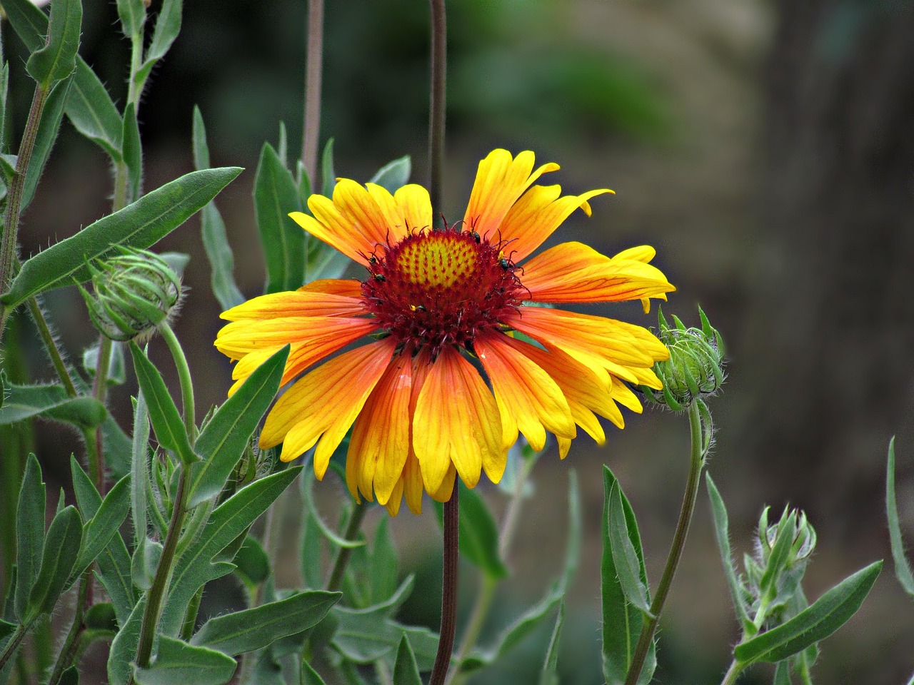 Bunga Kuning Alam - Foto gratis di Pixabay
