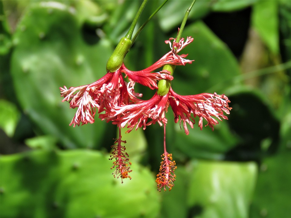 挂花 红花 - Pixabay上的免费照片 - Pixabay