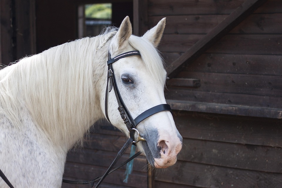 Horse Equine Equestrian - Free photo on Pixabay - Pixabay