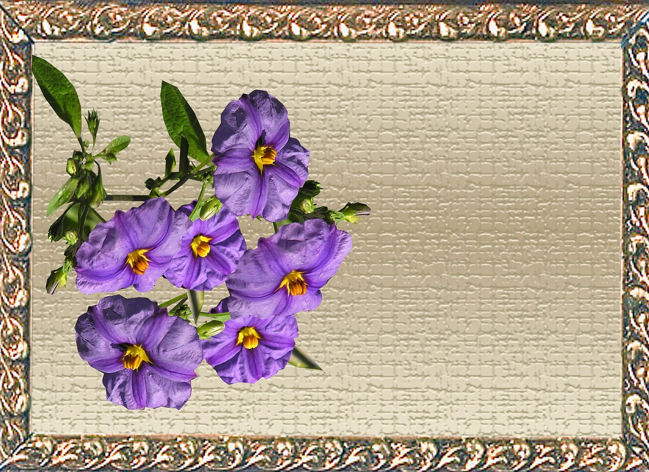 Greeting Card Purple Flower Free Photo On Pixabay Pixabay greeting-card-purple-flower-free-photo-on-pixabay-pixabay