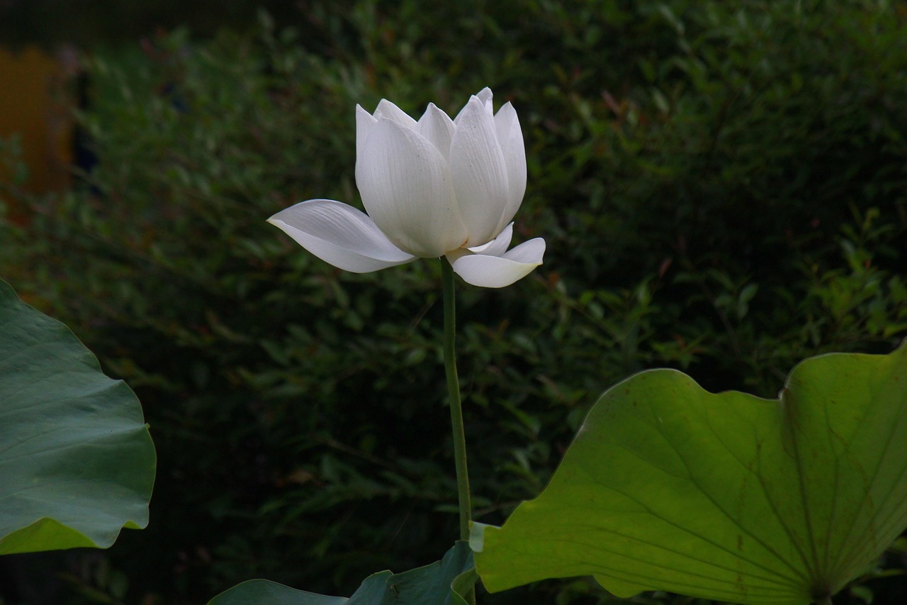 20,000+ Free Lotus Painting & Lotus Images - Pixabay
