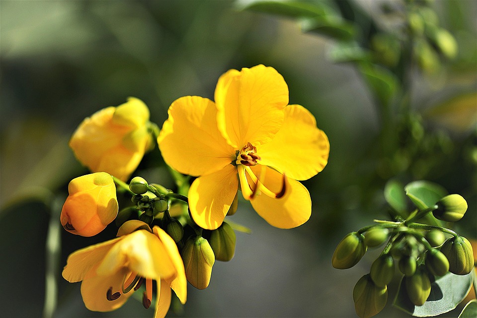 Senna Plant Blossom Bloom Close - Free photo on Pixabay - Pixabay