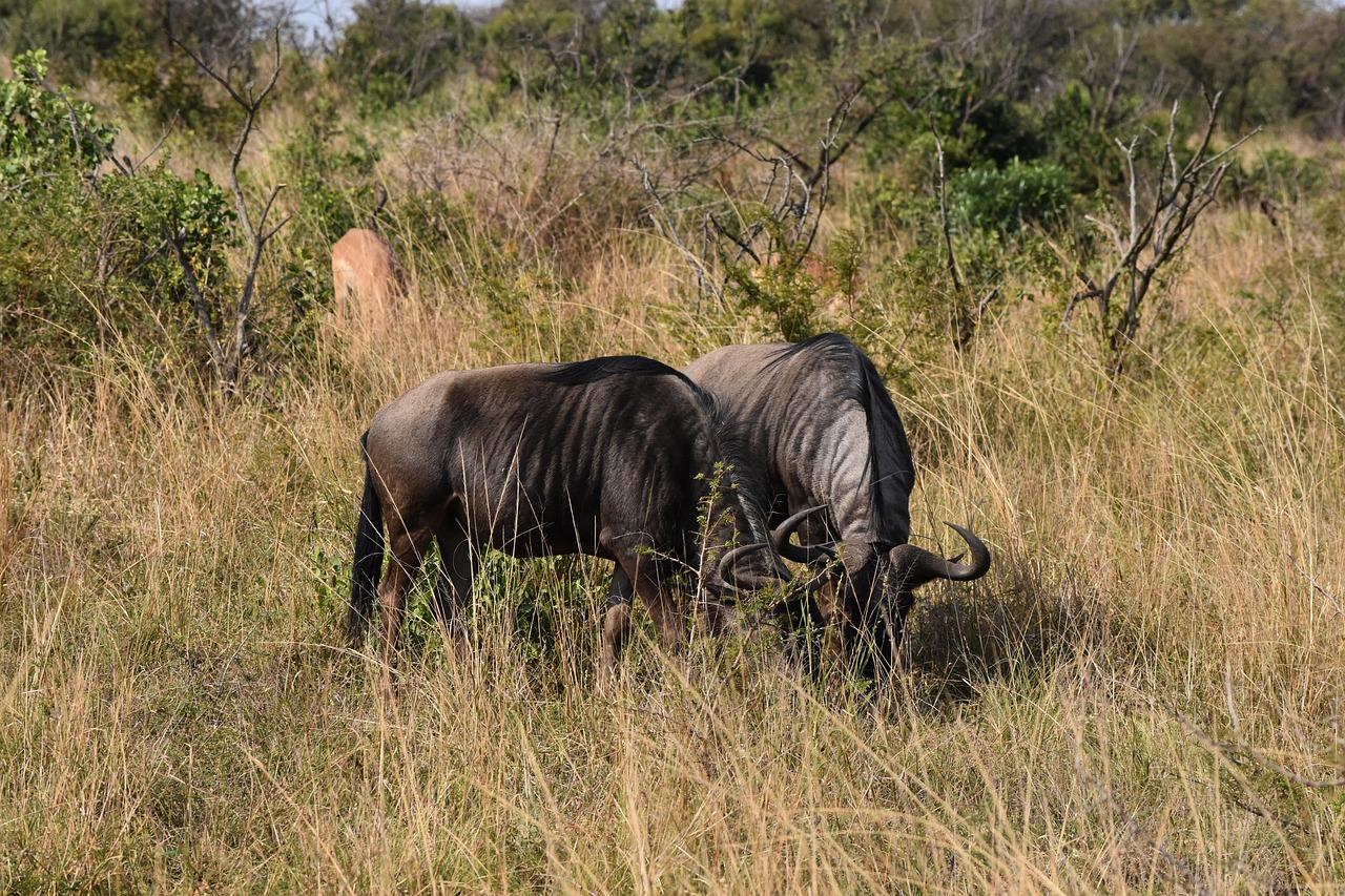 300+ Free Wildebeest & Nature Images - Pixabay