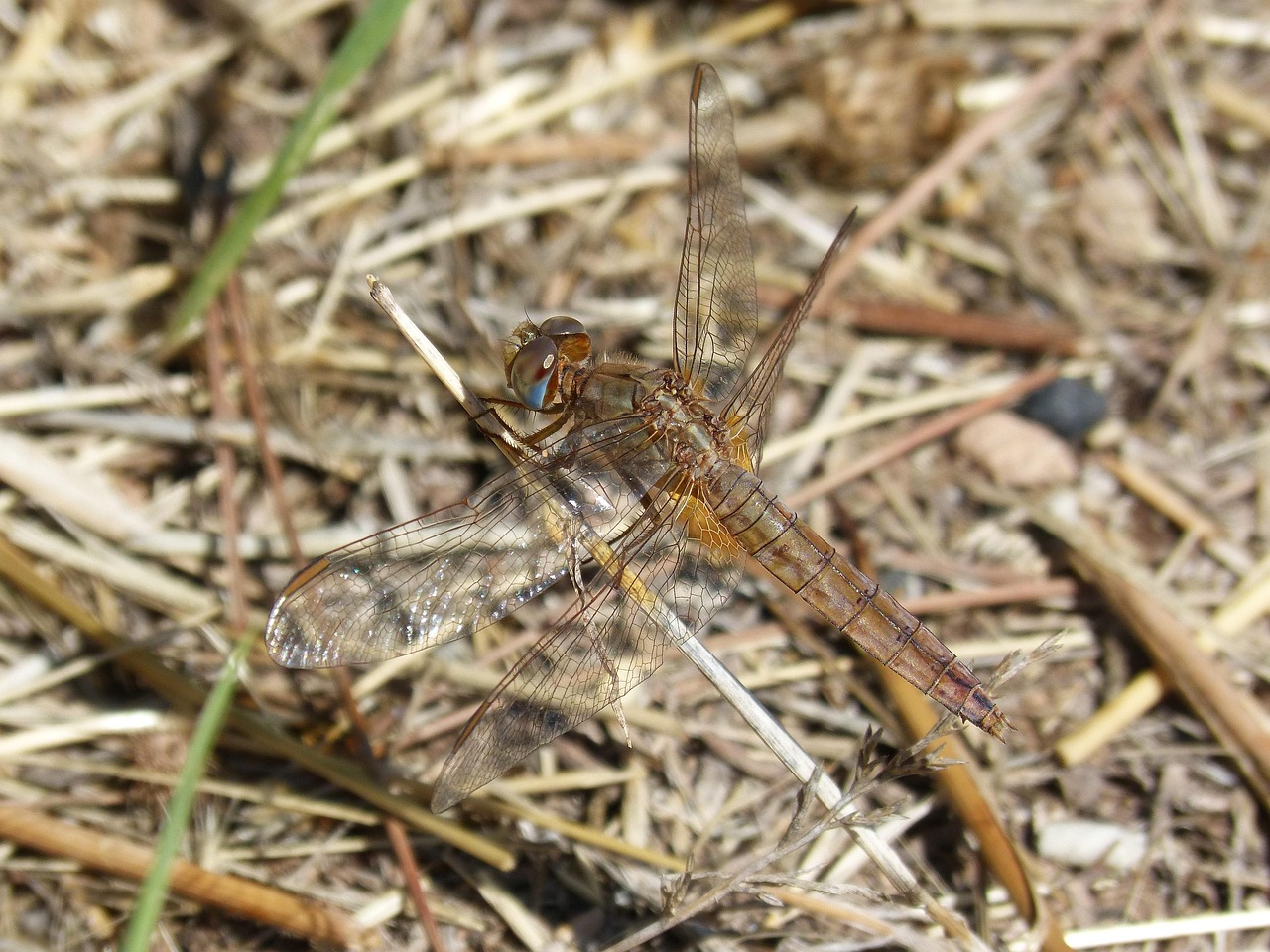 Libelle Geflügeltes Insekt - Kostenloses Foto auf Pixabay
