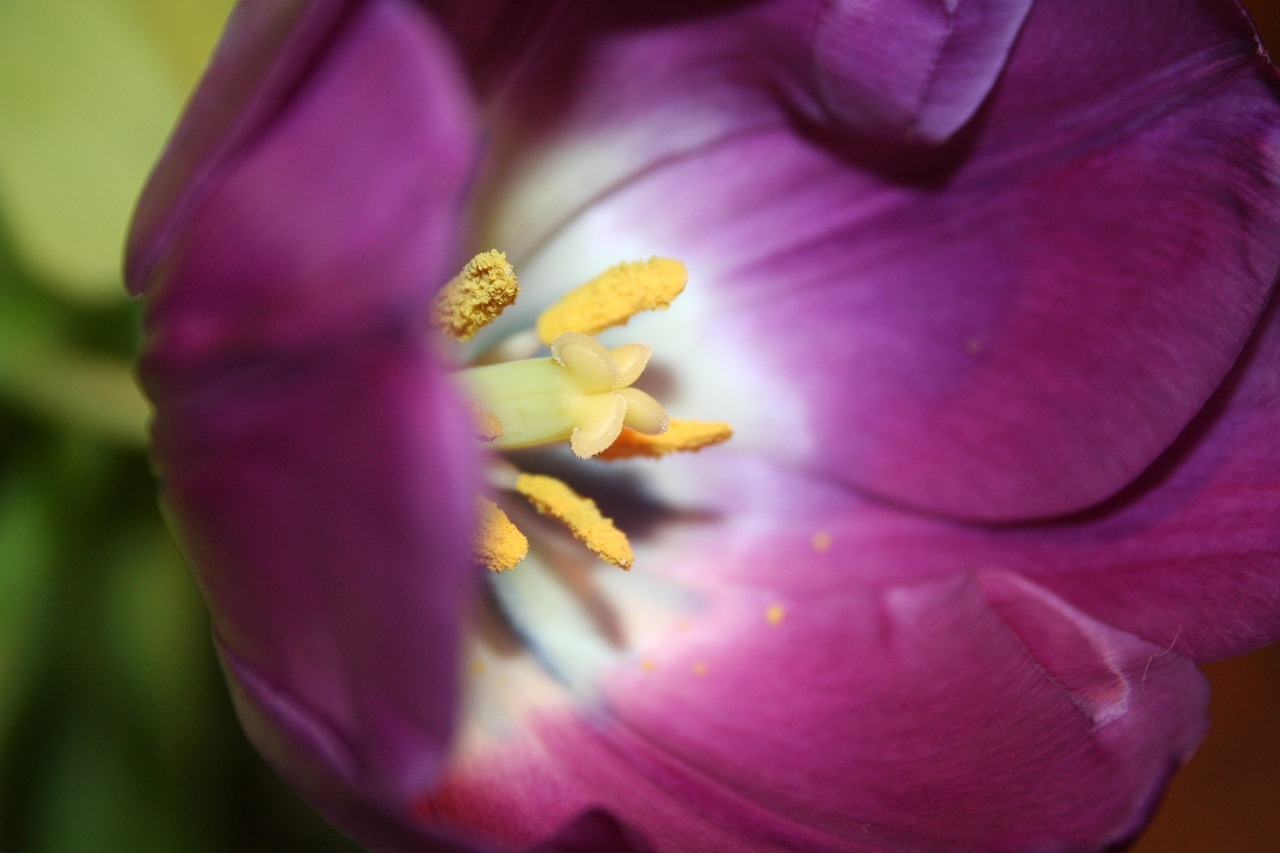 Tulipe Mauve Tampon En Caoutchouc - Photo gratuite sur Pixabay - Pixabay