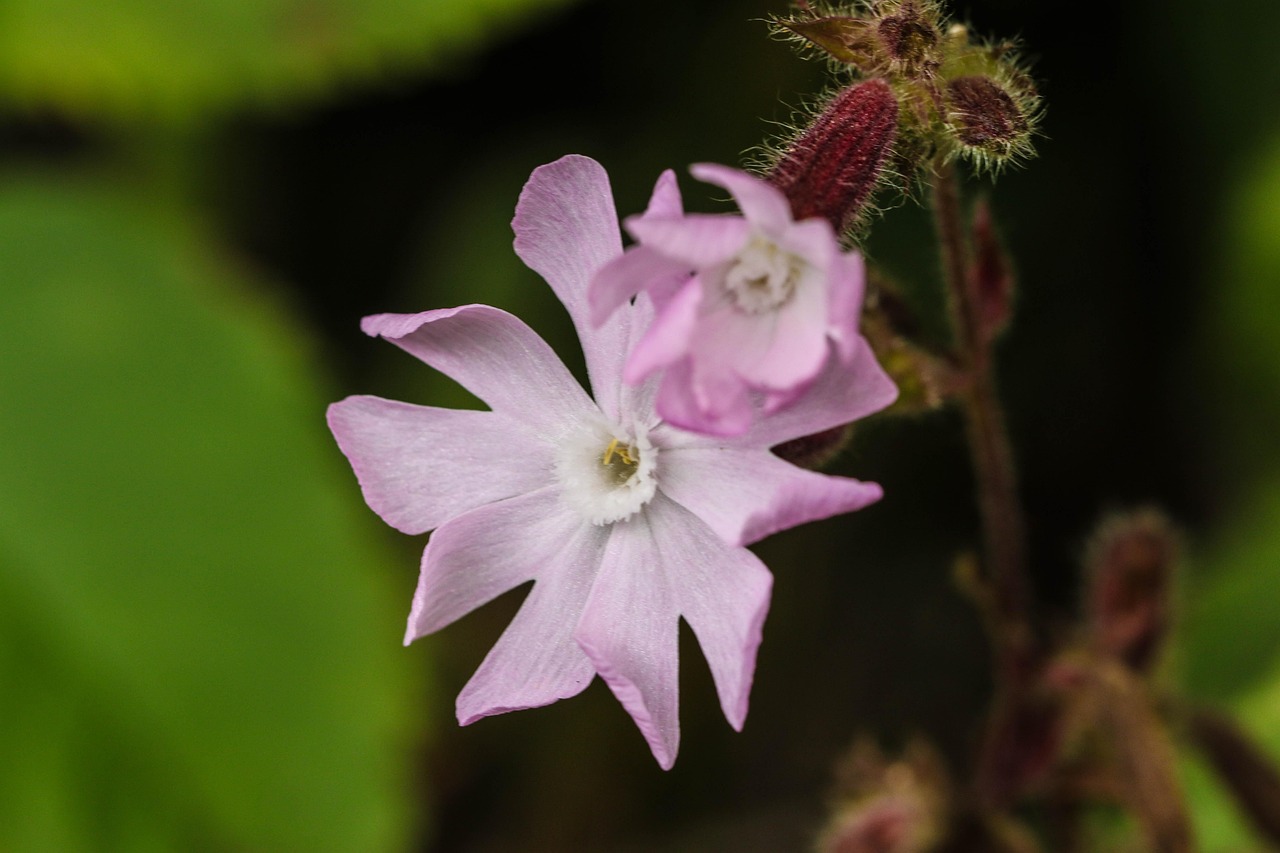Wildblumen Sommerblume - Kostenloses Foto auf Pixabay