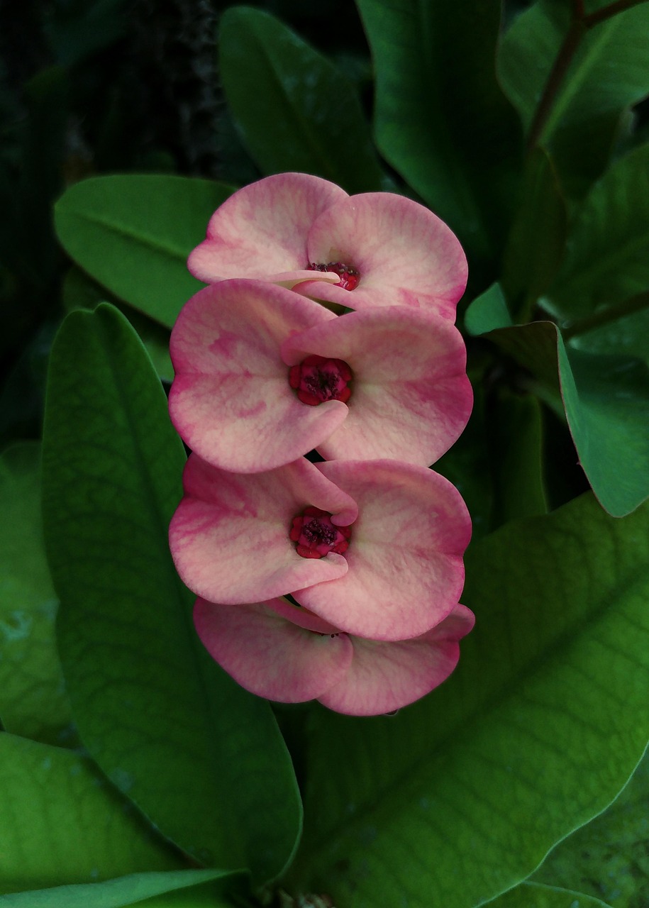 Euphorbia Flower Wild - Free photo on Pixabay - Pixabay