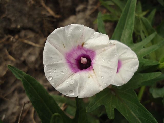 África Quênia Flor - Foto gratuita no Pixabay - Pixabay