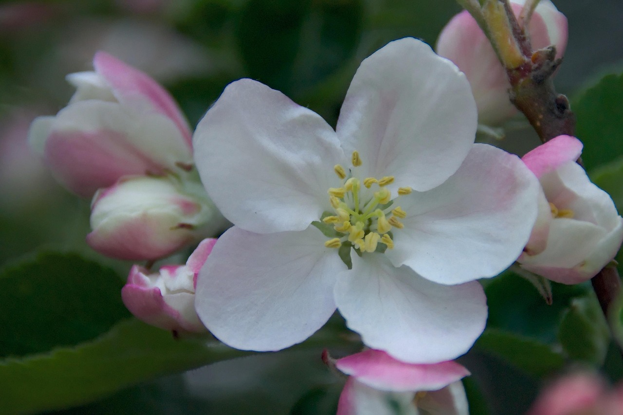 Primavera Apple Flor De Manzana - Foto gratis en Pixabay