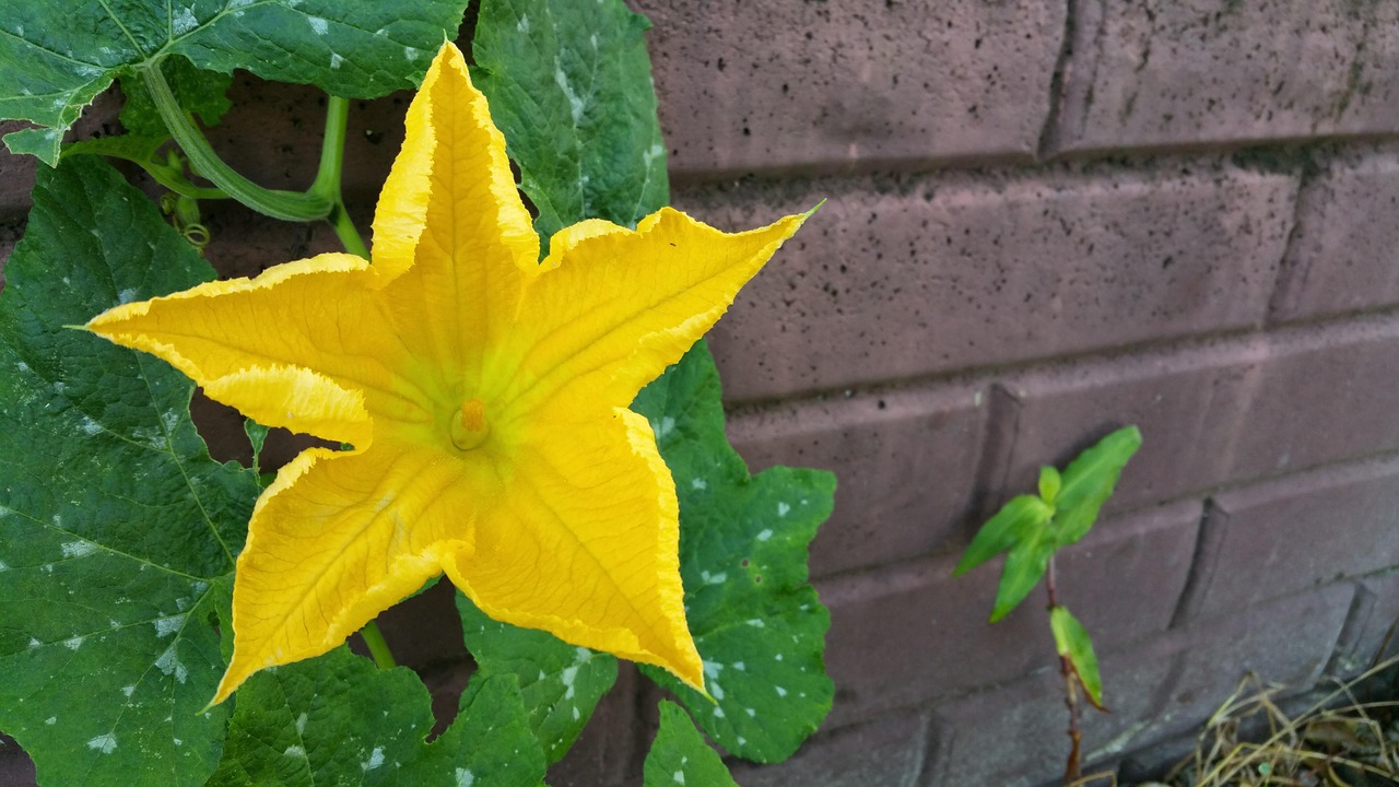 400,000+ Free Pumpkin Flower & Pumpkin Images - Pixabay