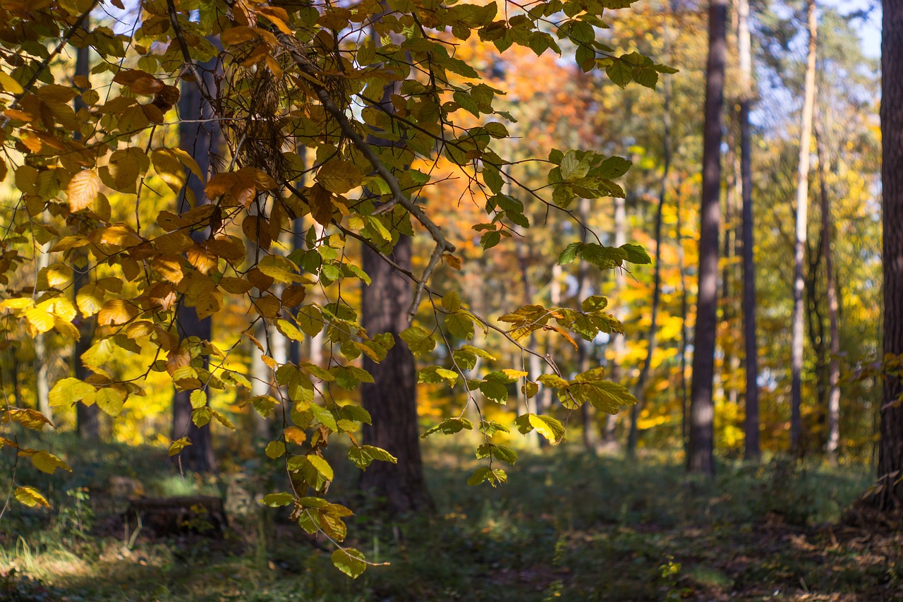 Automne Forêt Des Arbres - Photo gratuite sur Pixabay - Pixabay
