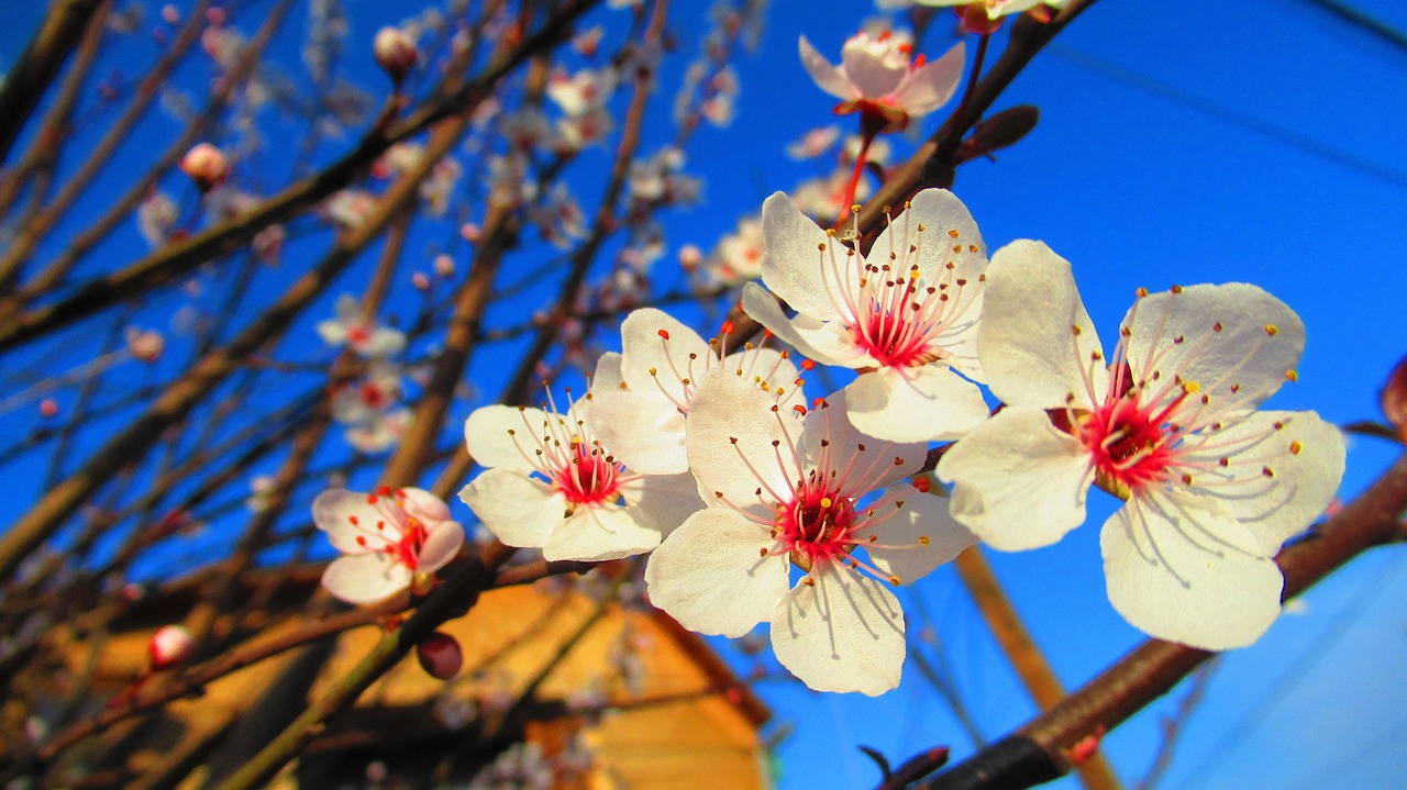 Flor Primavera Natureza - Foto gratuita no Pixabay - Pixabay