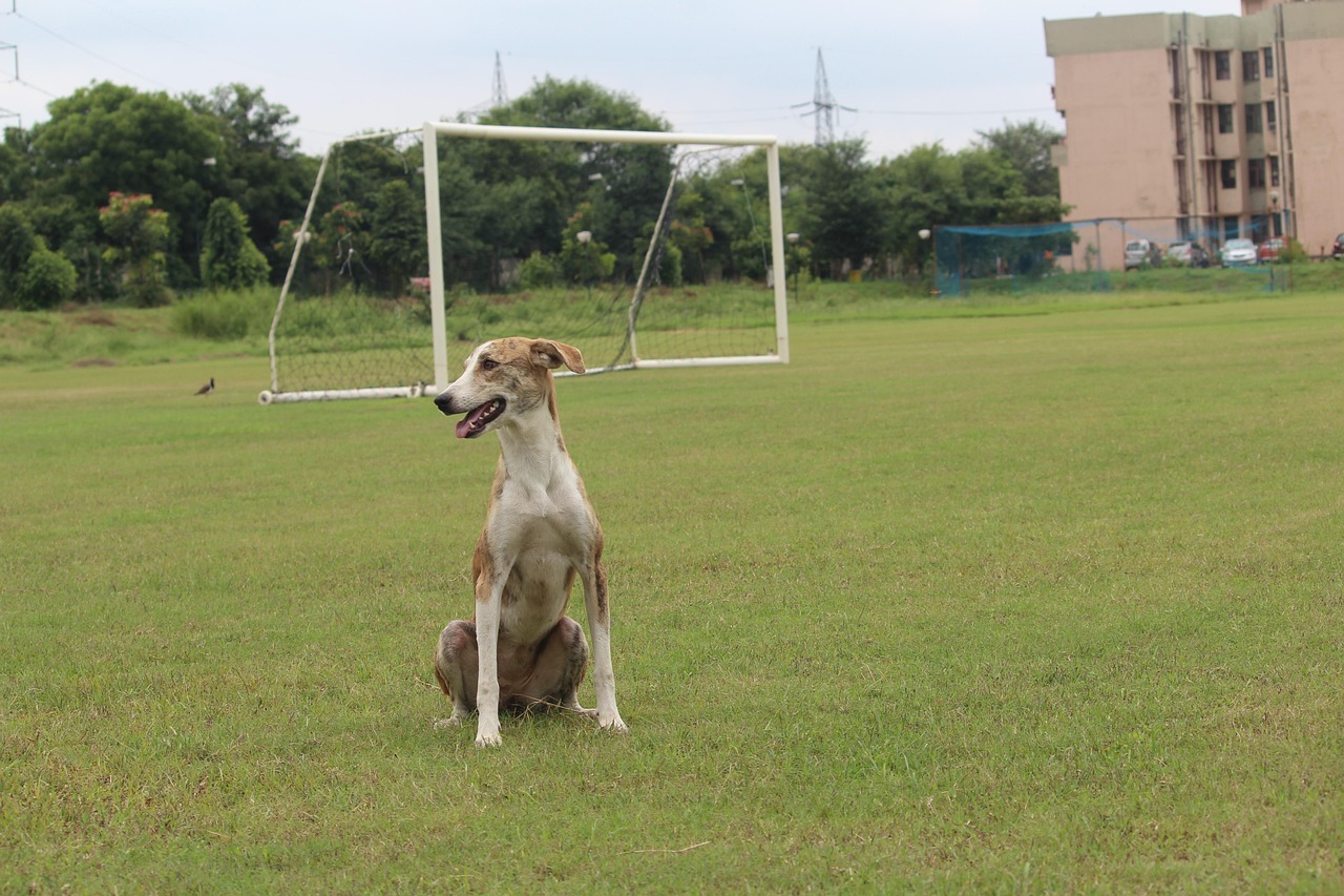 3+ Free Poser Dog & Poser Images - Pixabay