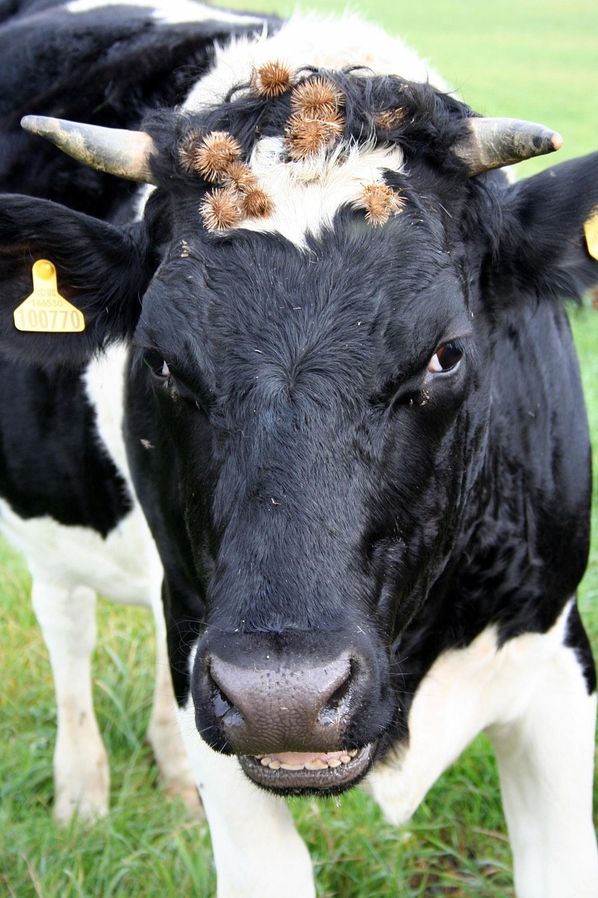 Vache Cultiver - Photo gratuite sur Pixabay - Pixabay