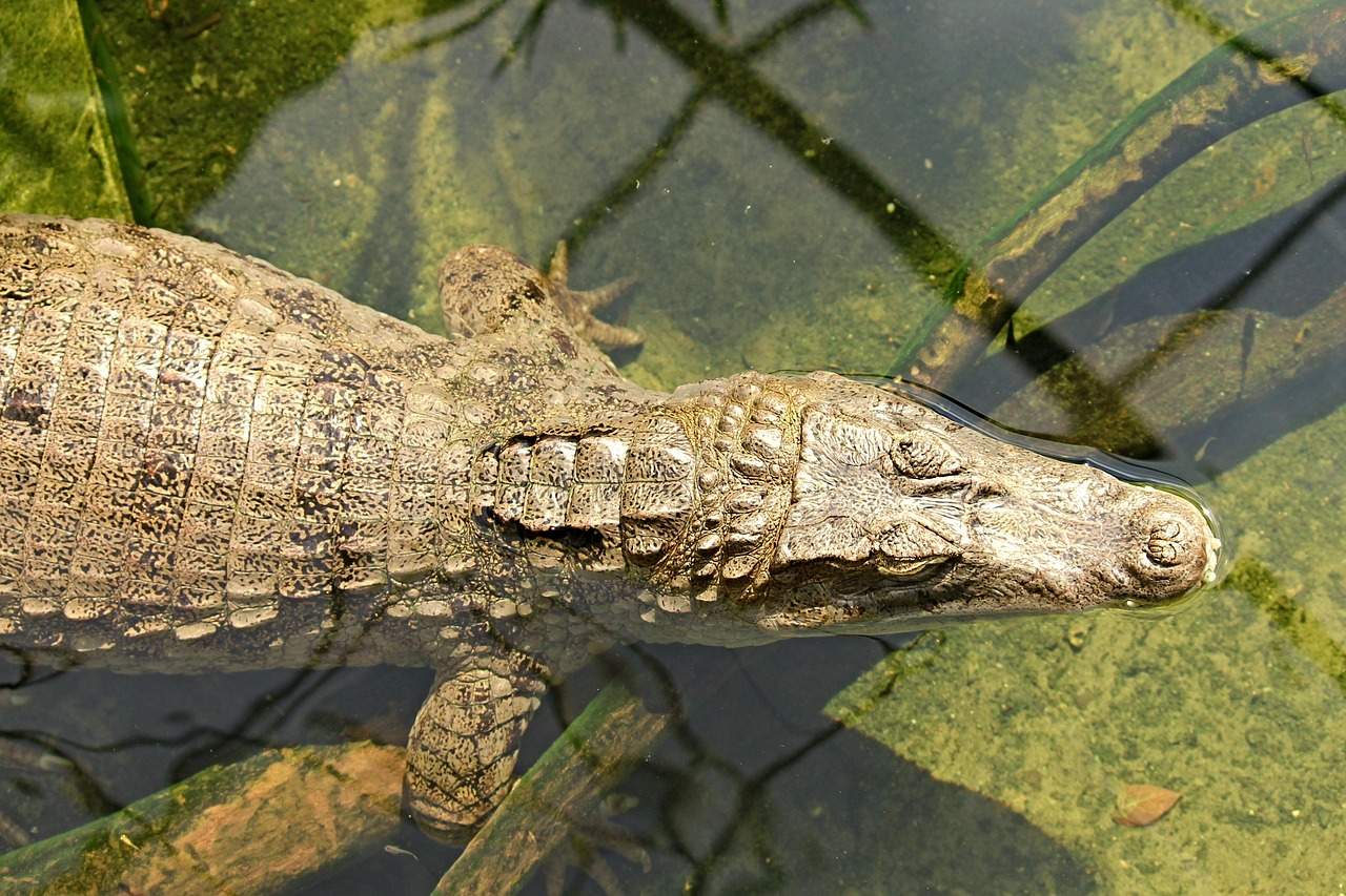 100+ Free Cayman & Cayman Islands Images - Pixabay