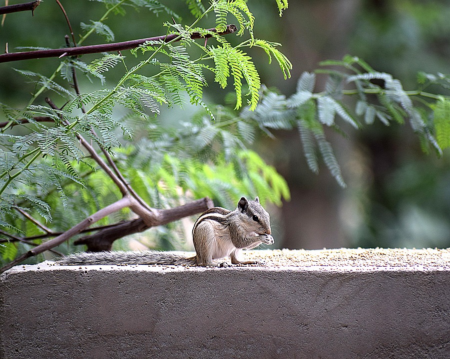 Ardilla Animal Naturaleza - Foto gratis en Pixabay