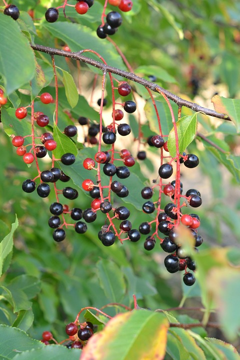 Fruit Bunch Bunches - Free photo on Pixabay - Pixabay