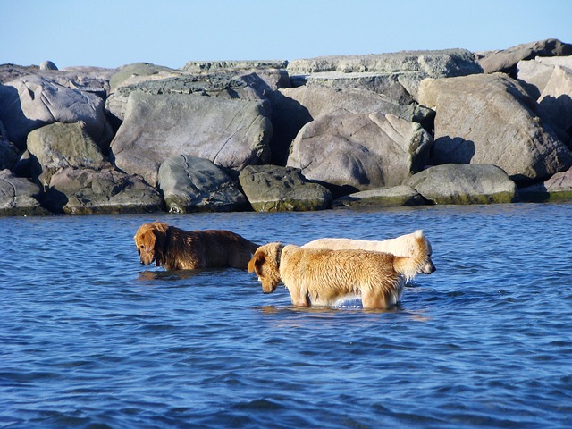 Dog Sea Animal - Free photo on Pixabay