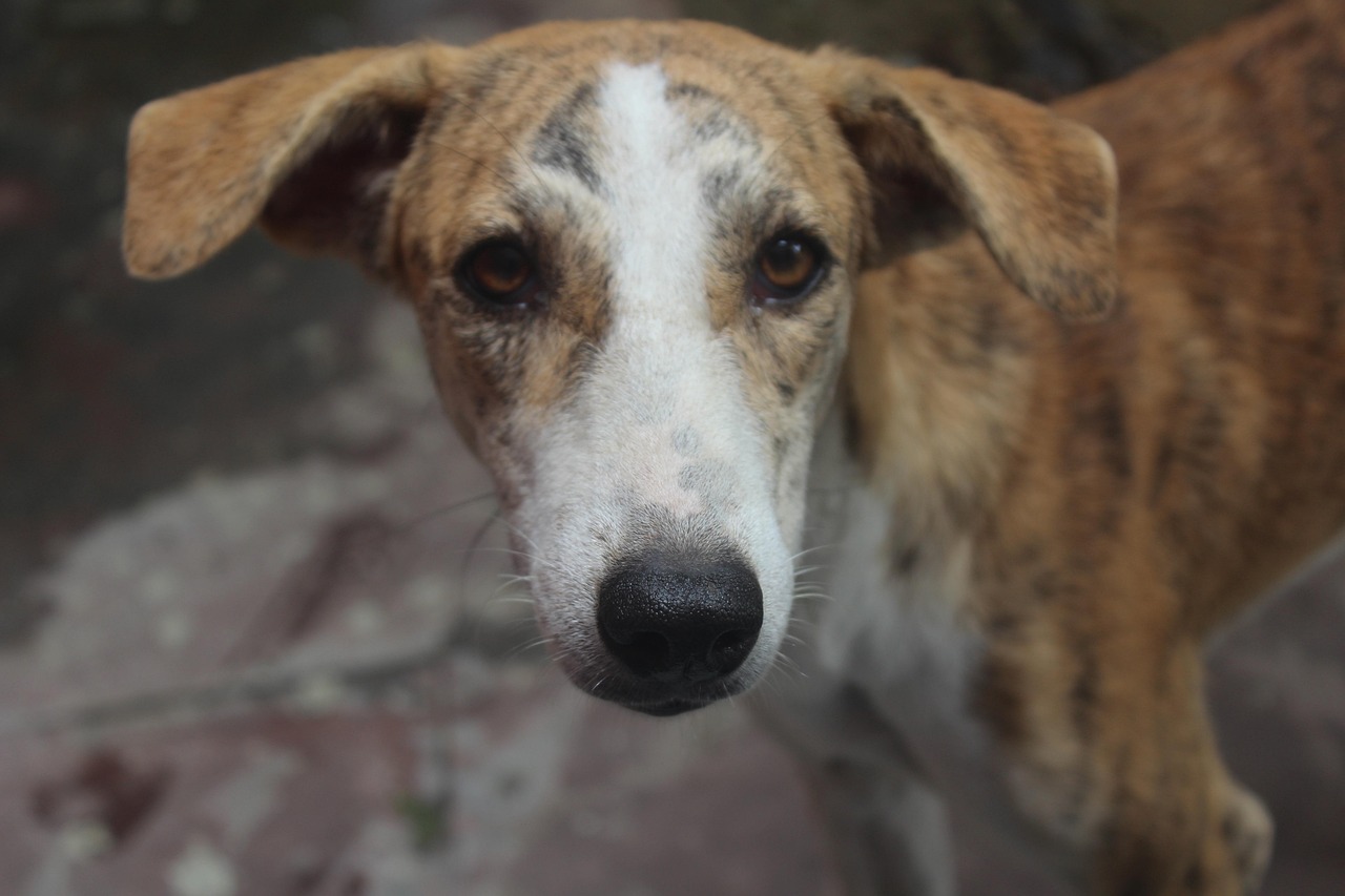 Perro De Colores Imagen - Foto gratis en Pixabay - Pixabay