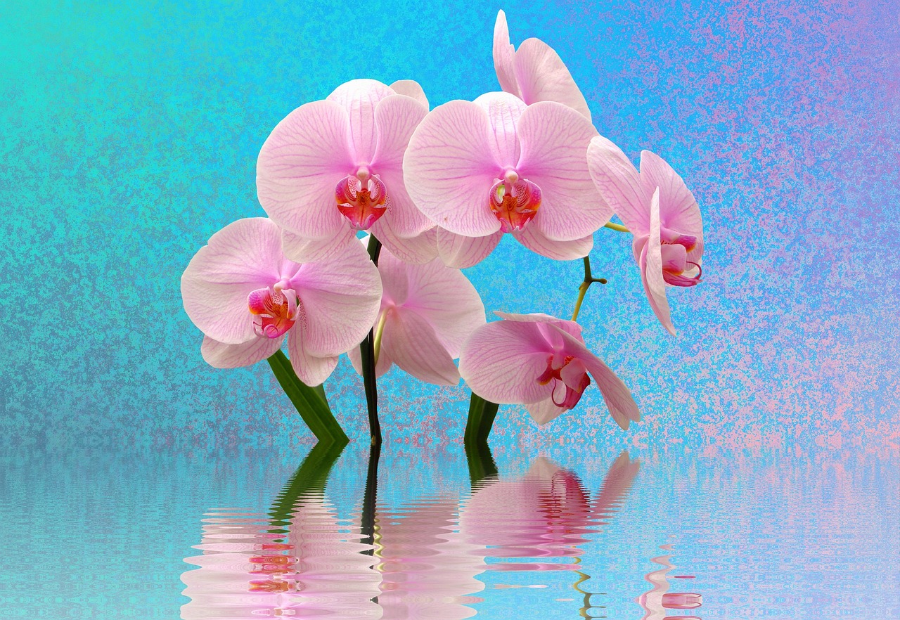 60,000+ Free Orchid Flower & Orchid Images - Pixabay