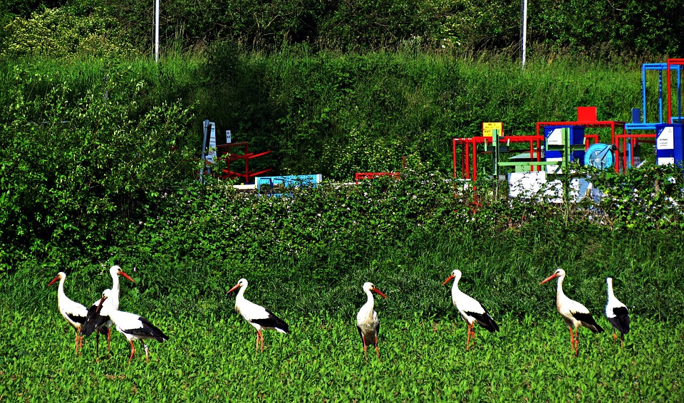 Stork Field Meadow - Free photo on Pixabay - Pixabay