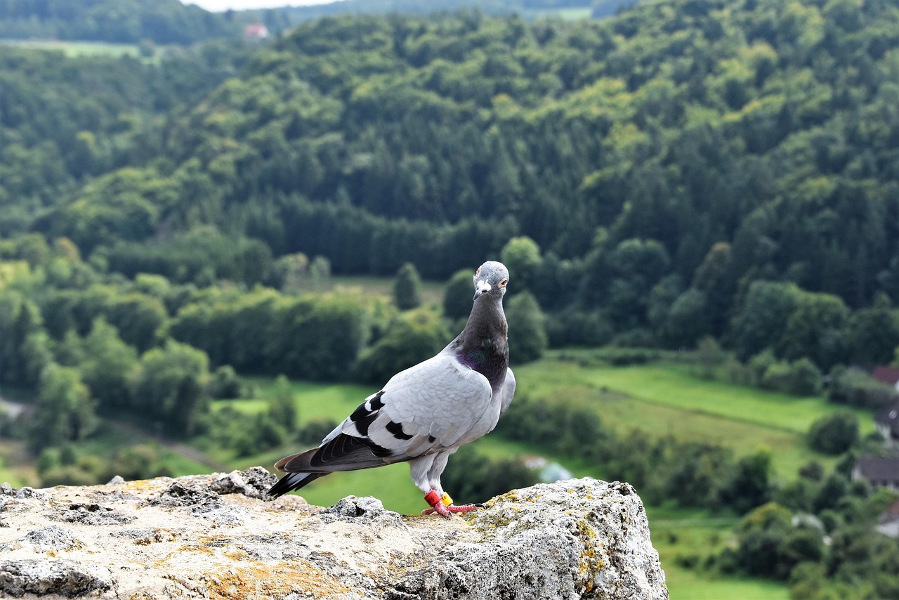Paloma Ruinas Del Castillo - Foto gratis en Pixabay - Pixabay