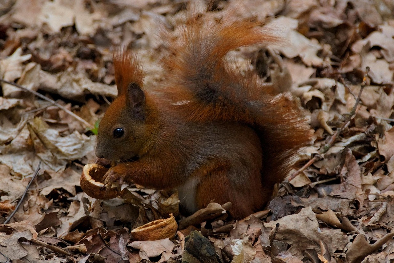 L'Écureuil Animal Nature - Photo gratuite sur Pixabay - Pixabay