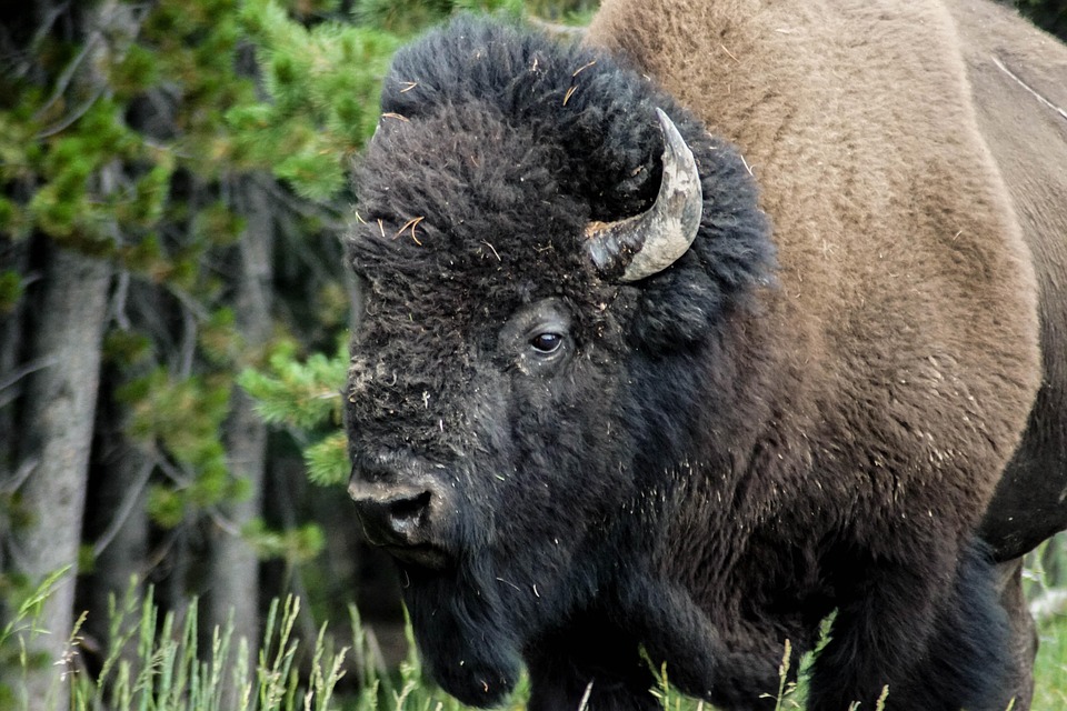 Bison Animal Buffalo - Free photo on Pixabay