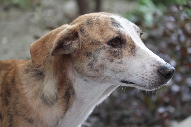 Hund Eckzahn Starren - Kostenloses Foto auf Pixabay