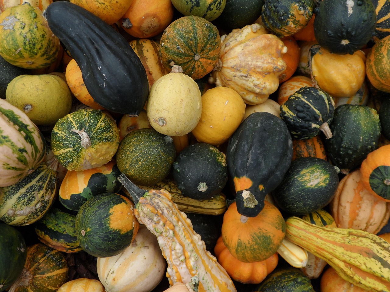 Autumn Pumpkin Decorative Pumpkins - Free photo on Pixabay - Pixabay