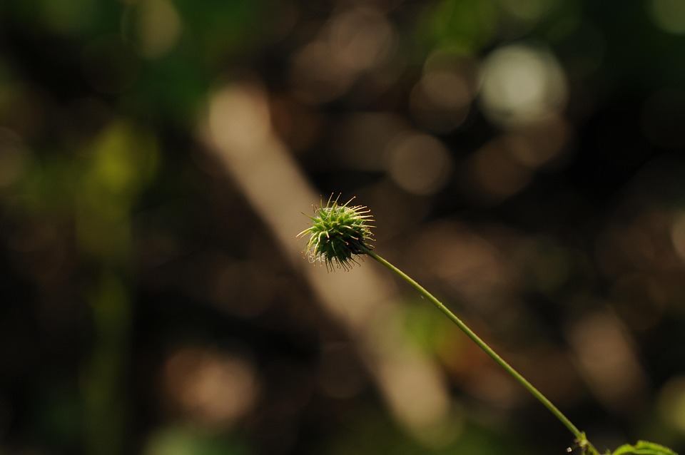 Plantes Fleur Nature - Photo gratuite sur Pixabay
