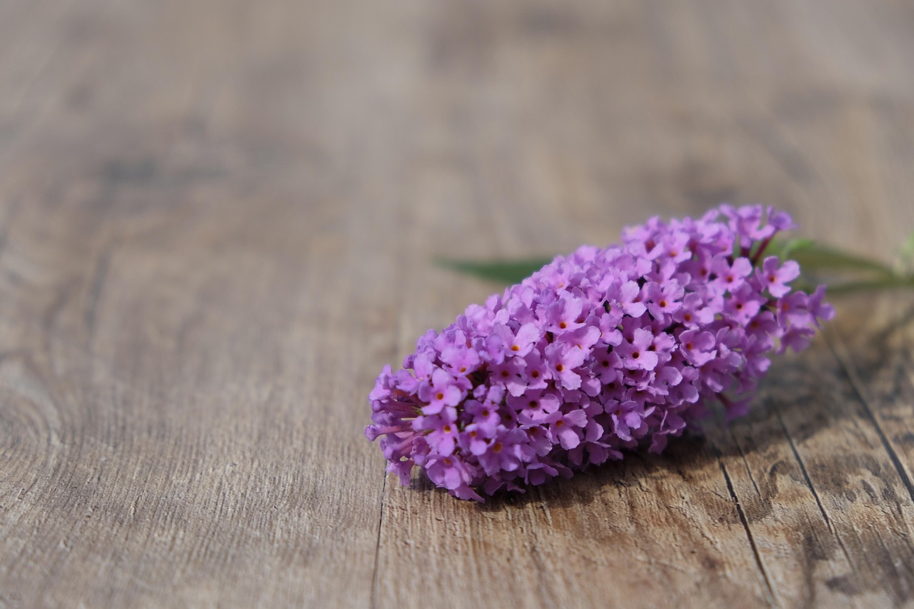 Buddleia Butterfly Bush Lilac - Free photo on Pixabay - Pixabay