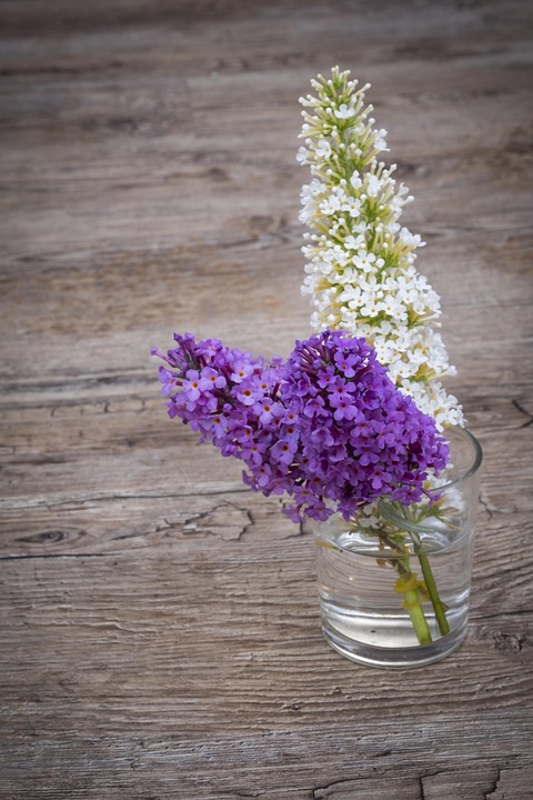 Buddleia Butterfly Bush Lilac - Free photo on Pixabay - Pixabay