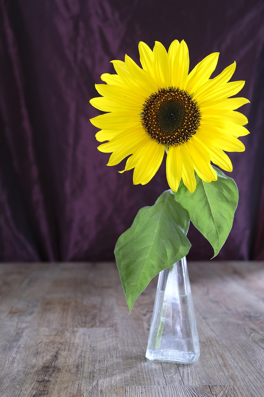 Flor Girasol Planta - Foto gratis en Pixabay - Pixabay