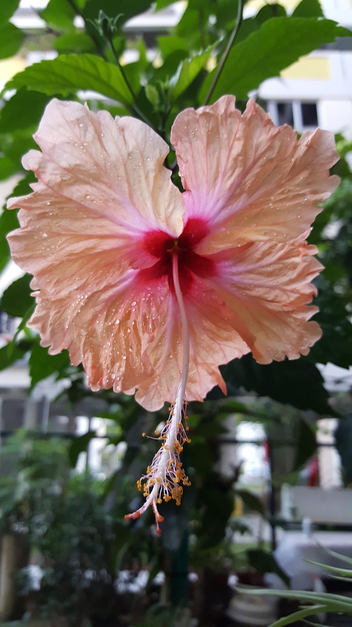 90+ Free Aloha & Hawaii Images - Pixabay