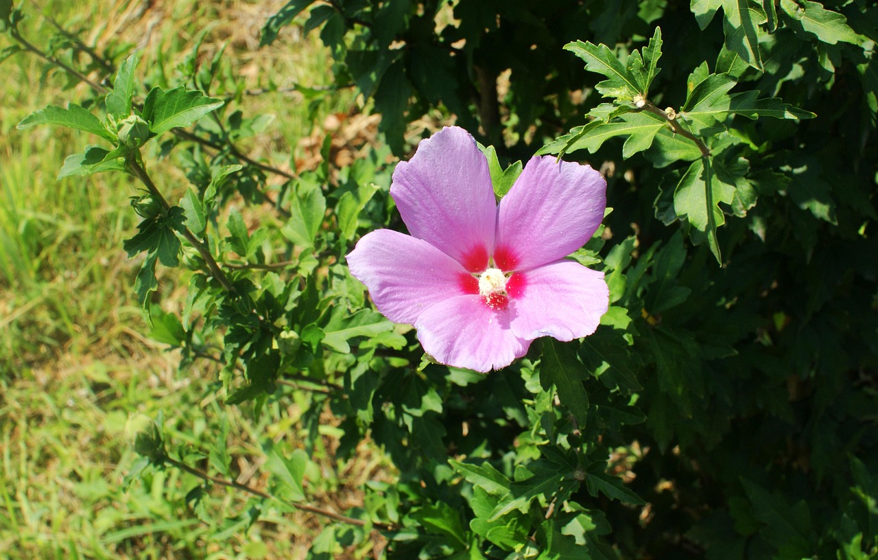 Rose Of Sharon Flower Plant - Free photo on Pixabay - Pixabay