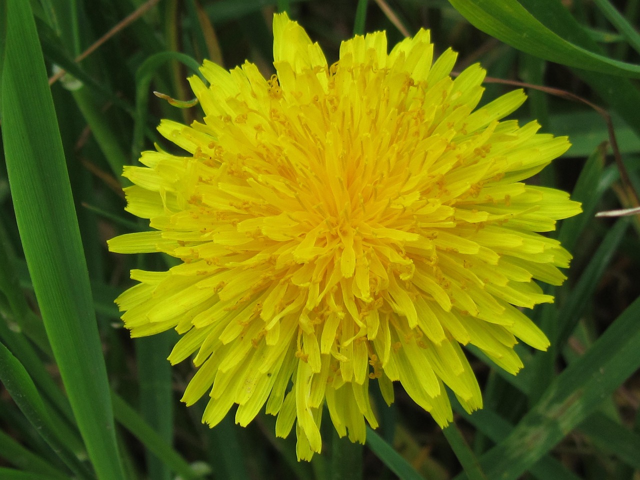 Flor Diente De León - Foto gratis en Pixabay - Pixabay
