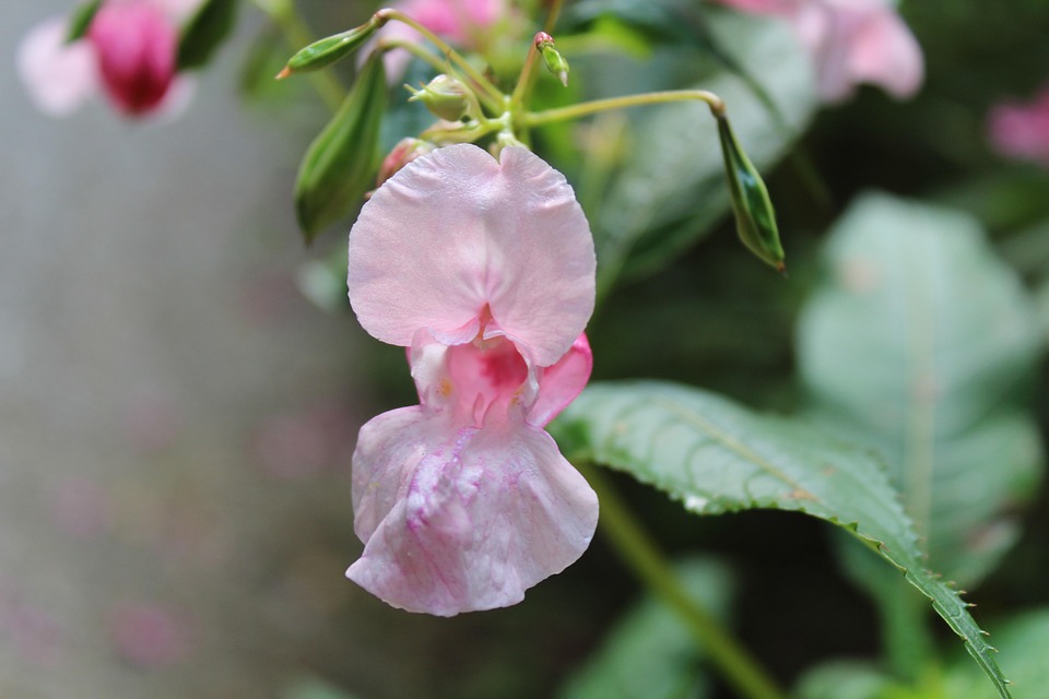 Pink Bunga Hutan Mekar - Foto gratis di Pixabay - Pixabay