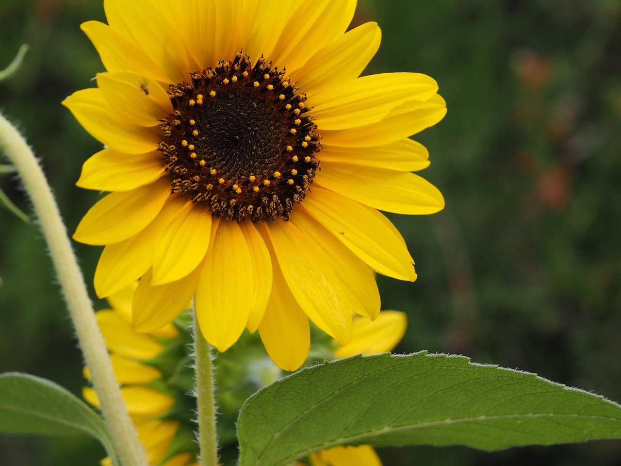 Tournesol Jaune Fleur - Photo gratuite sur Pixabay - Pixabay