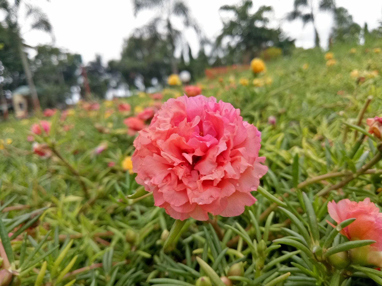 Merah Jambu Bunga Muda Kebun - Foto gratis di Pixabay - Pixabay