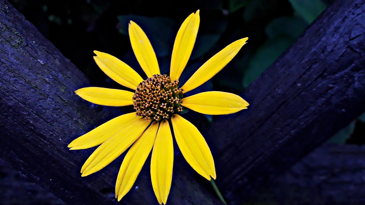 Bunga Kuning Alam - Foto gratis di Pixabay - Pixabay