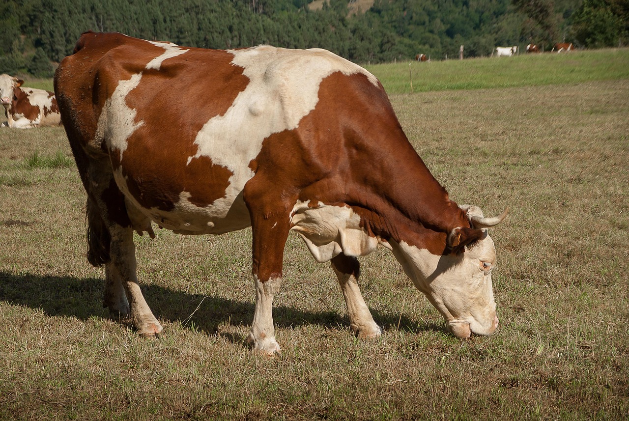 Sapi Padang Rumput Pemamah Biak - Foto gratis di Pixabay - Pixabay