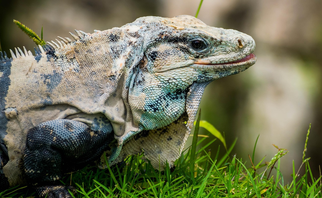 Iguana Tulum Ruinas De - Foto gratis en Pixabay - Pixabay
