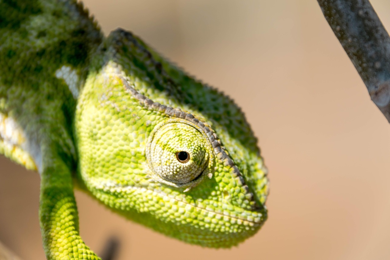 Reptile Camaleão Lagarto - Foto gratuita no Pixabay - Pixabay