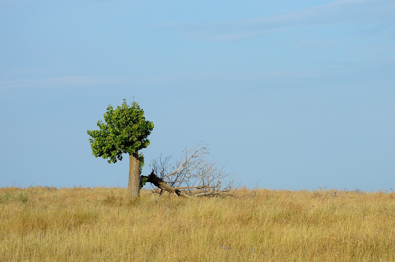 Tree Loneliness Revival - Free photo on Pixabay